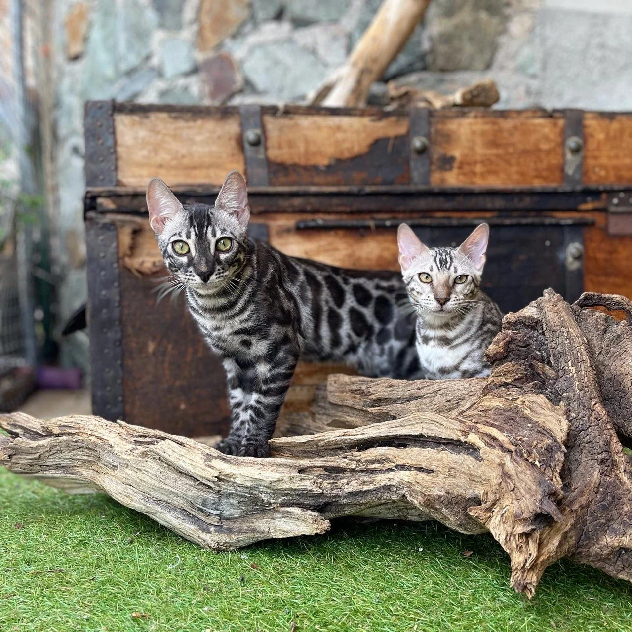 Gatto Bengala Razza Mista Gatti Di Razza Mista Immagini Senza Sfondo E