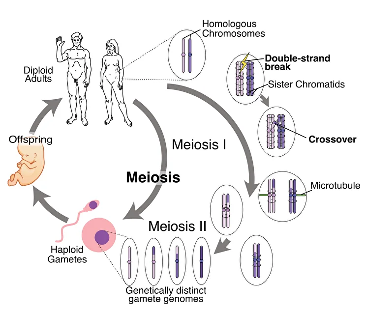 homologous chromosomes