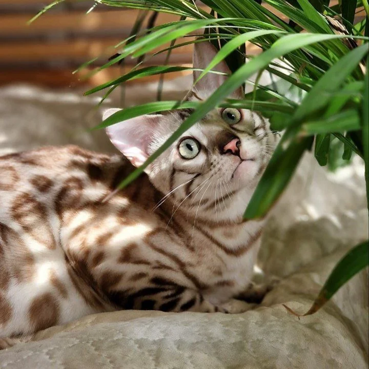 Sepia Snow Bengal Cross Exotic Snow Bengal Kittens For Sale And Snow